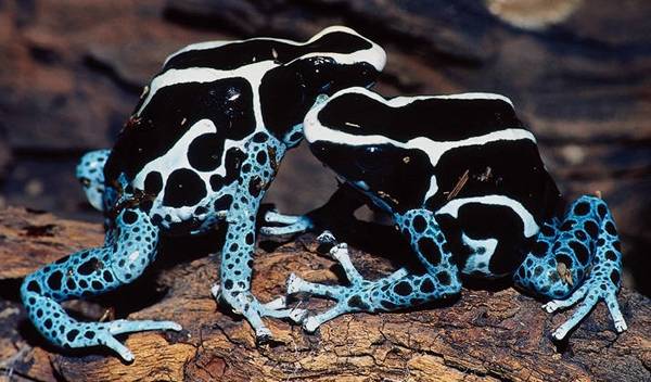 Equipo de expertos busca anfibios que pueden estar extintos - Juventud ...